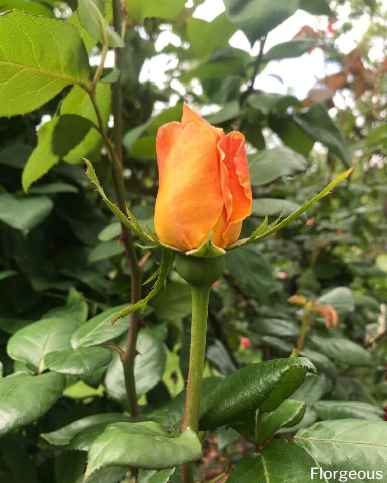 19 Common Rose Diseases and Pests Every Gardener Should Know | Florgeous