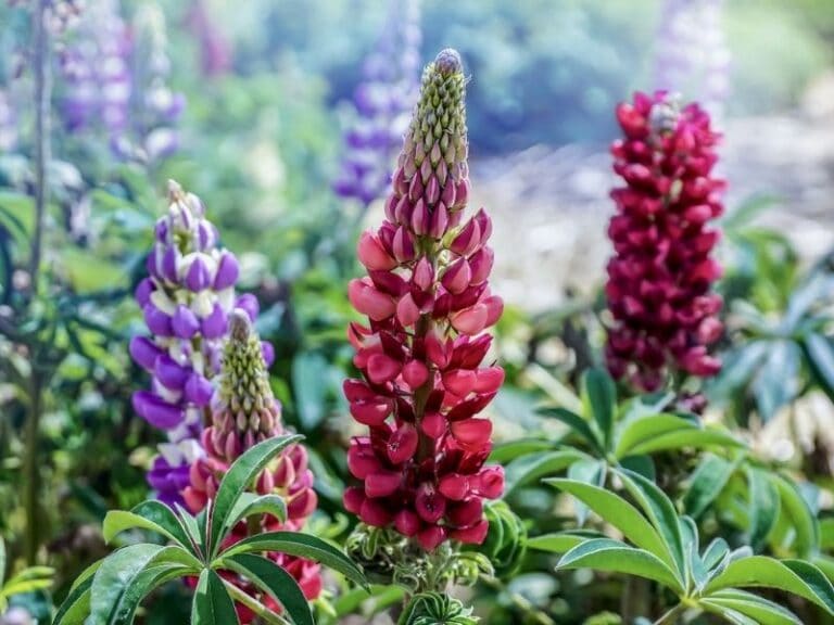 Lupine Flower (Lupinus): Types, How To Grow and Care | Florgeous