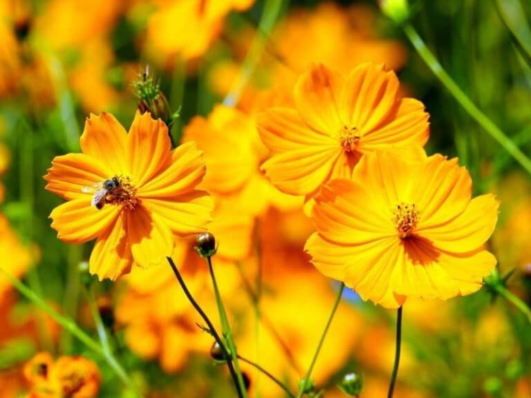 Cosmos Flower: Types, How To Grow and Care | Florgeous