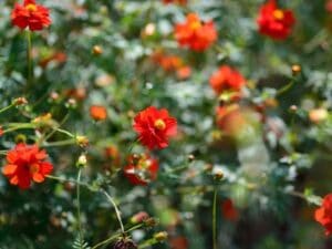 Cosmos Flower: Types, How To Grow and Care | Florgeous