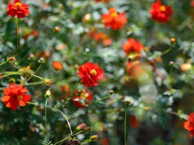 Cosmos Flower: Types, How To Grow and Care | Florgeous