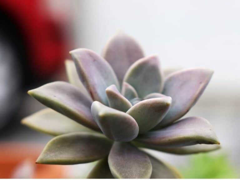 Top 23 Foliage Plants with Colorful Flower-like Leaves | Florgeous