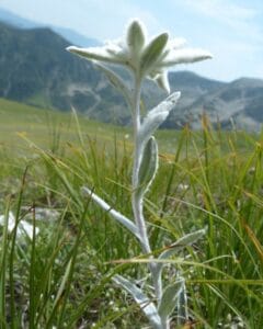 Edelweiss Flowers (Leontopodium alpinum): How to Grow and Care | Florgeous