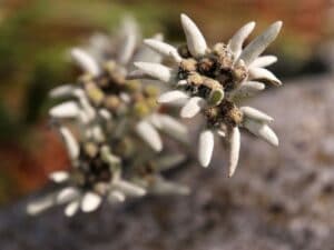 Edelweiss Flowers (Leontopodium alpinum): How to Grow and Care | Florgeous