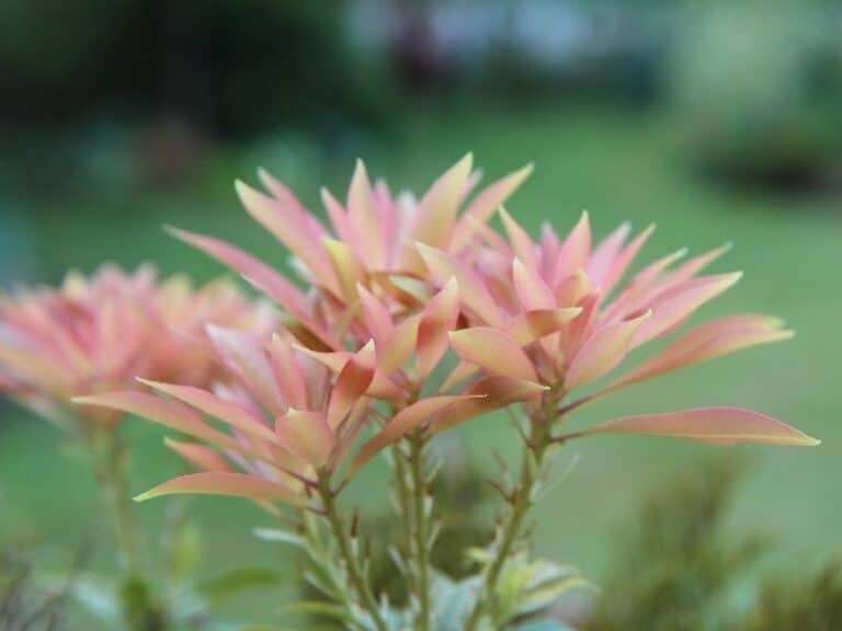 Top 23 Foliage Plants with Colorful Flower-like Leaves | Florgeous