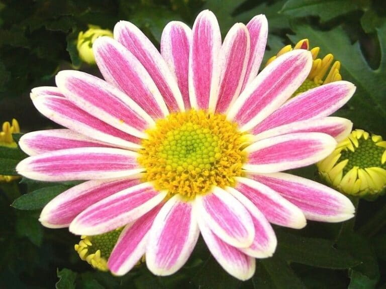 Chrysanthemum Flower: Types, How To Grow and Care | Florgeous
