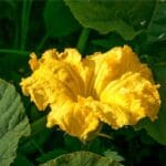 11 Incredible Exotic and Unusual Flowers You Should See | Florgeous