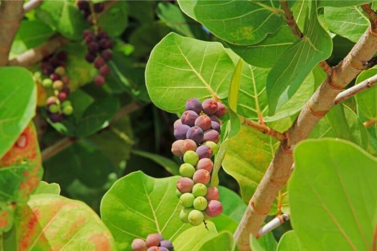Sea Grape Tree (Coccoloba uvifera): How To Grow and Care | Florgeous