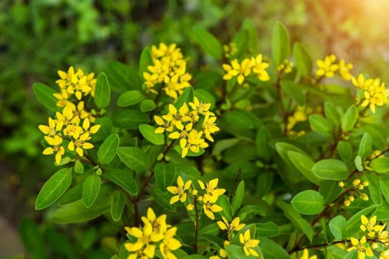 How to Grow Thryallis Shrub: Ultimate Care Guide | Florgeous