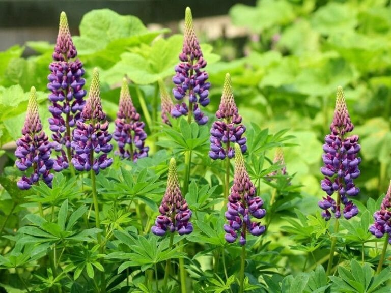 Lupine Flower (Lupinus): Types, How To Grow and Care | Florgeous