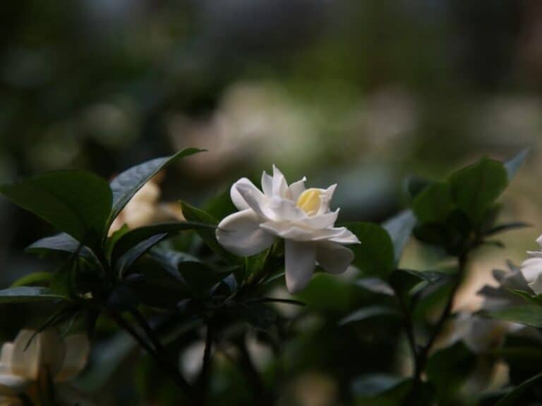 Gardenia Flower: Types, How To Grow and Care | Florgeous