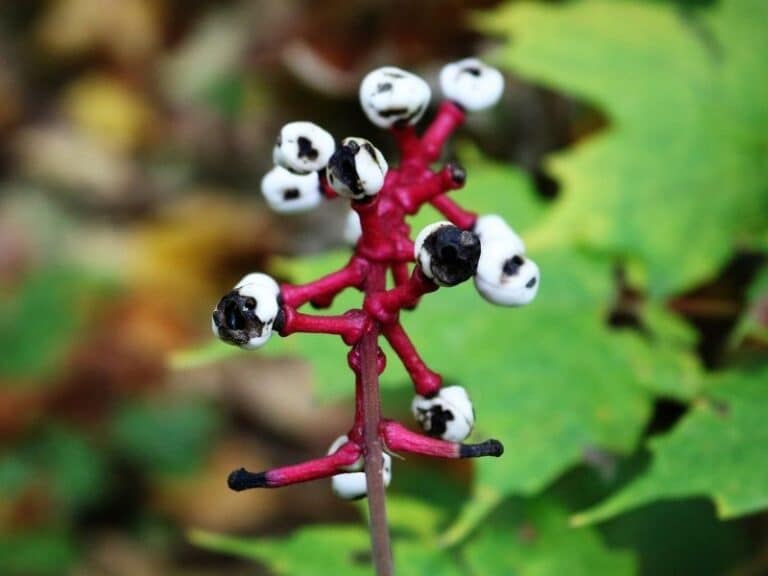 How To Grow and Care for Baneberry Plant (Actaea) | Florgeous