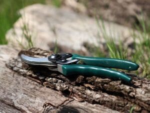 Escallonia Plant: Types, How To Grow and Care | Florgeous