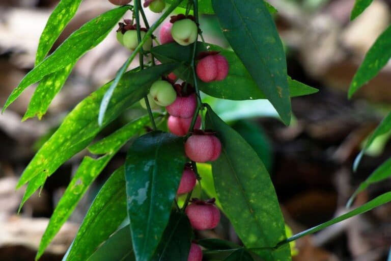 How To Grow and Care for Katuk (Sauropus androgynus) | Florgeous