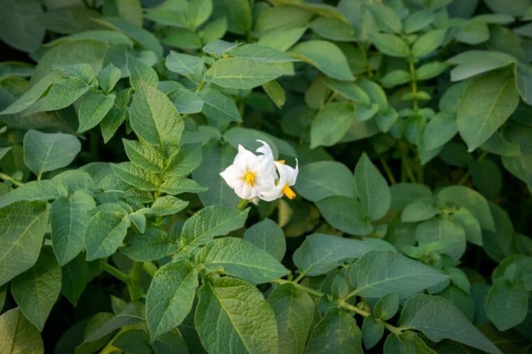 Potato Flower: Everything You Should Be Aware Of | Florgeous