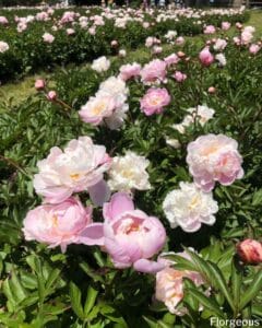 When Are Peonies in Season? Bloom Time Explained! | Florgeous
