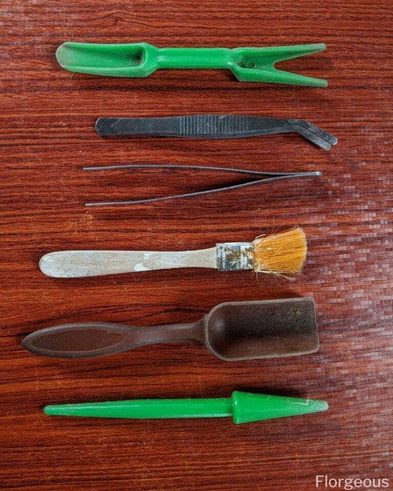 How to Repot a Cactus | Florgeous