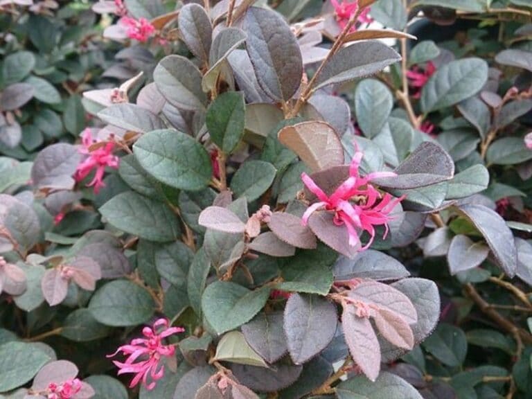How to Grow and Care for Loropetalum (Chinese Fringe Flower) | Florgeous