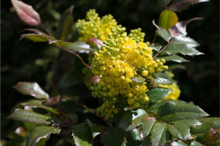Mahonia Plant Types, How To Grow and Care | Florgeous