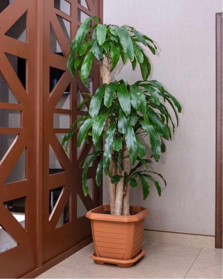 64+ Popular Types of Bonsai Trees You Can Grow | Florgeous