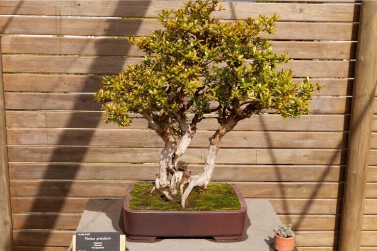9 Best Bonsai Fruit Trees: How to Grow and Care | Florgeous