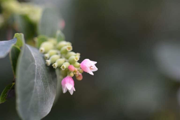 Coralberry (Symphoricarpos orbiculatus): Uses, How To Grow and Care ...