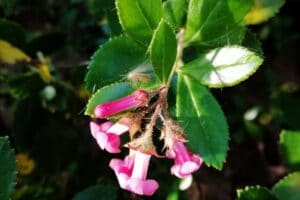 Escallonia Plant: Types, How To Grow and Care | Florgeous