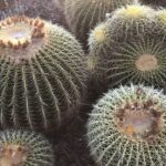 How to Grow and Care for Barrel Cactus (Ferocactus) | Florgeous