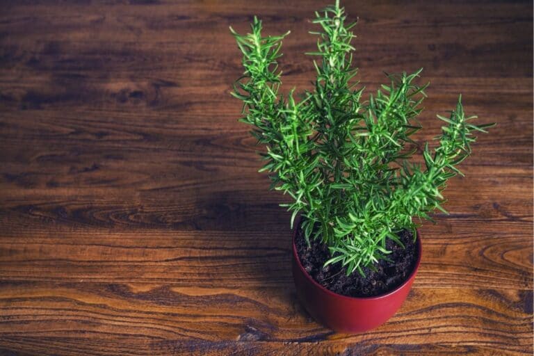 Rosemary Bonsai: How to Grow and Care | Florgeous