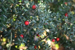 Ruscus Shrub: Ultimate Care Guide | Florgeous