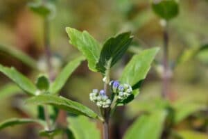 How To Grow and Care For Blue Mist (Caryopteris x clandonensis) | Florgeous