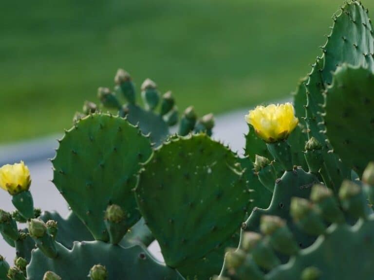 Spineless Cactus (Opuntia varieties): How to Grow and Care | Florgeous