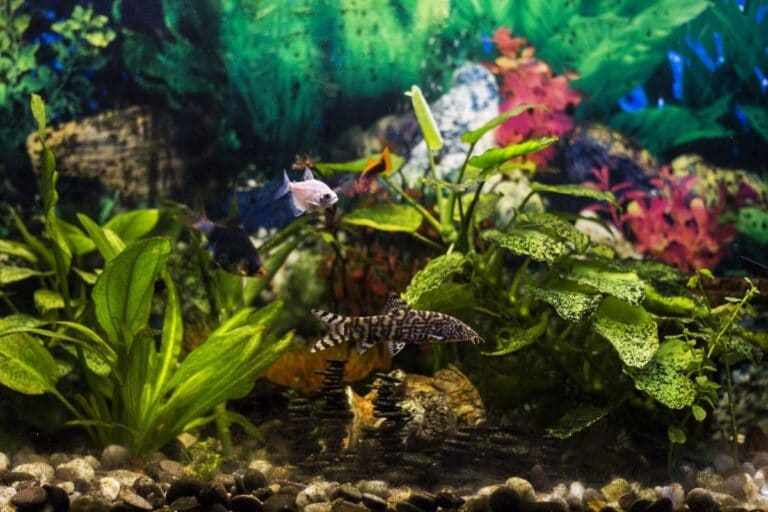 17 Best Floating Aquarium Plants for Your Fish Tank | Florgeous