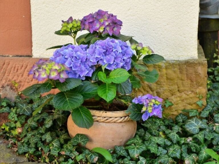 30 Best Patio Plants and Flowers for Your Outdoor Garden | Florgeous