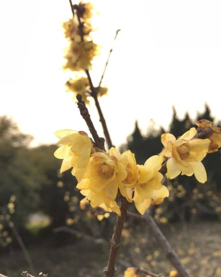 Wintersweet (Chimonanthus praecox): How To Grow and Care | Florgeous
