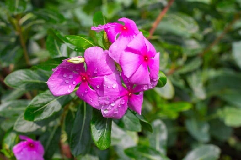 Periwinkle Flower Meaning and Symbolism of Vinca | Florgeous