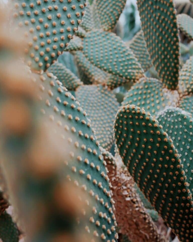 Spineless Cactus (Opuntia varieties): How to Grow and Care | Florgeous