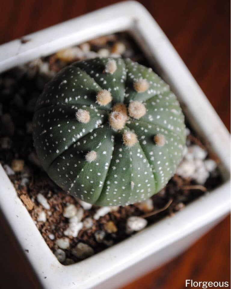 Astrophytum asterias (Star Cactus): Types and How to Grow and Care ...