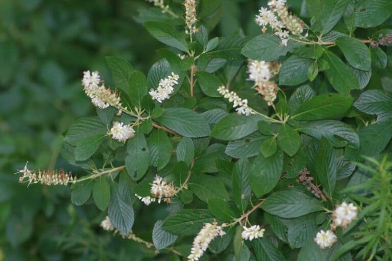 How To Grow and Care for Summersweet (Clethra alnifolia) | Florgeous