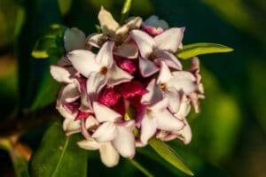 How To Grow and Care for Winter Daphne Shrub (Daphne odora) | Florgeous