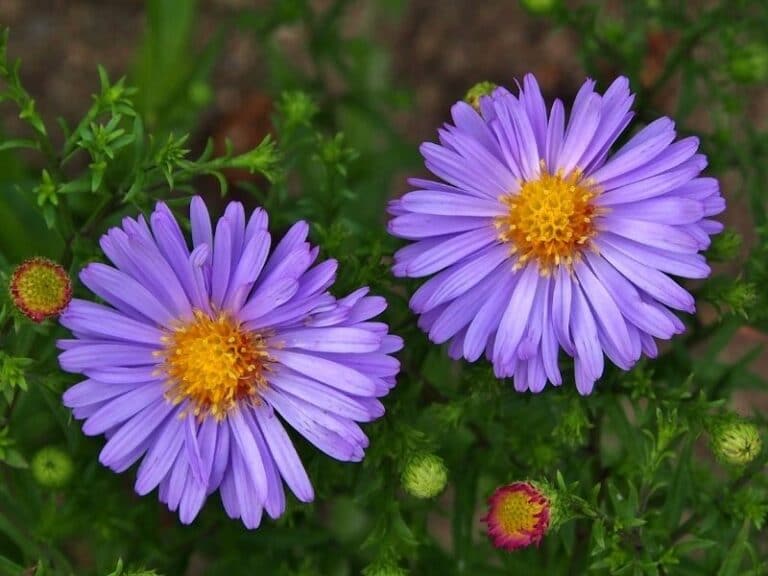 How to Grow and Care for Aster Flower | Florgeous