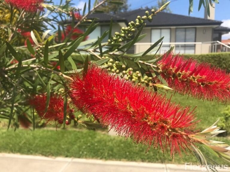 How To Grow and Care for Bottlebrush (Melaleuca spp.) | Florgeous