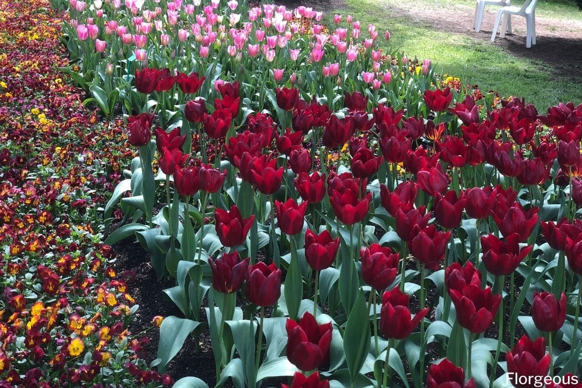 Companion Planting: What Flowers To Plant Together? | Florgeous