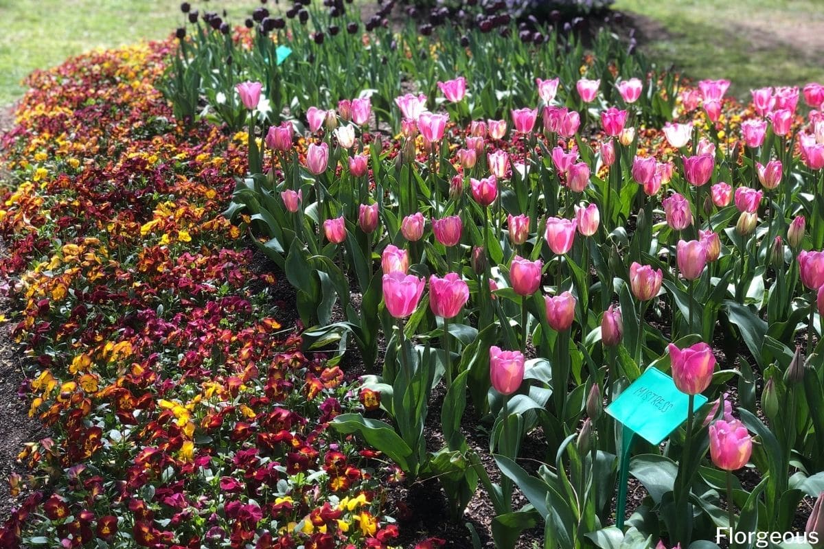 Companion Planting: What Flowers To Plant Together? | Florgeous