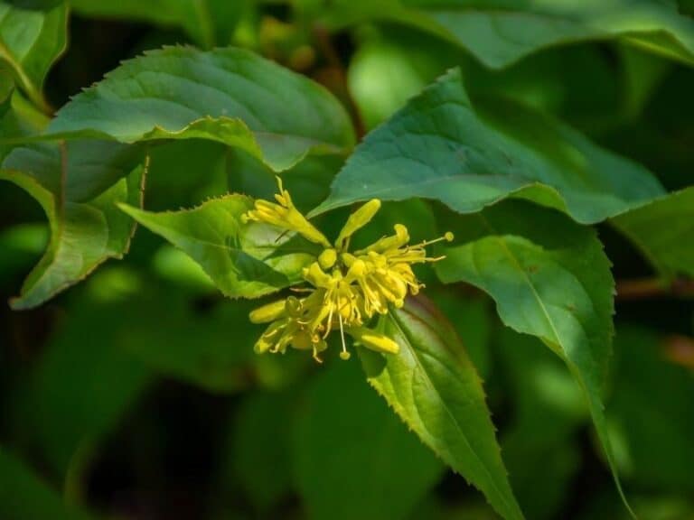 How To Grow and Care for Diervilla | Florgeous