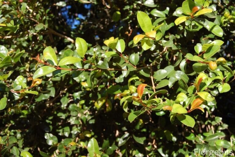 How To Grow the Eugenia Plant (Syzygium paniculatum) | Florgeous