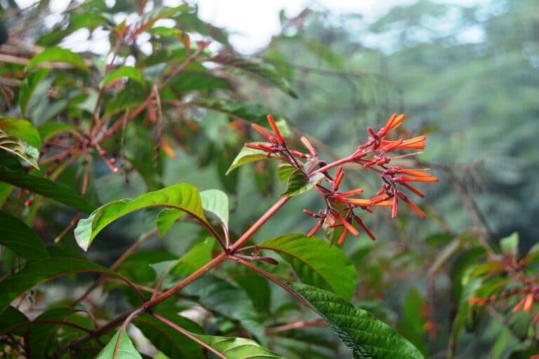 How To Grow and Care for Firebush (Hamelia patens) | Florgeous