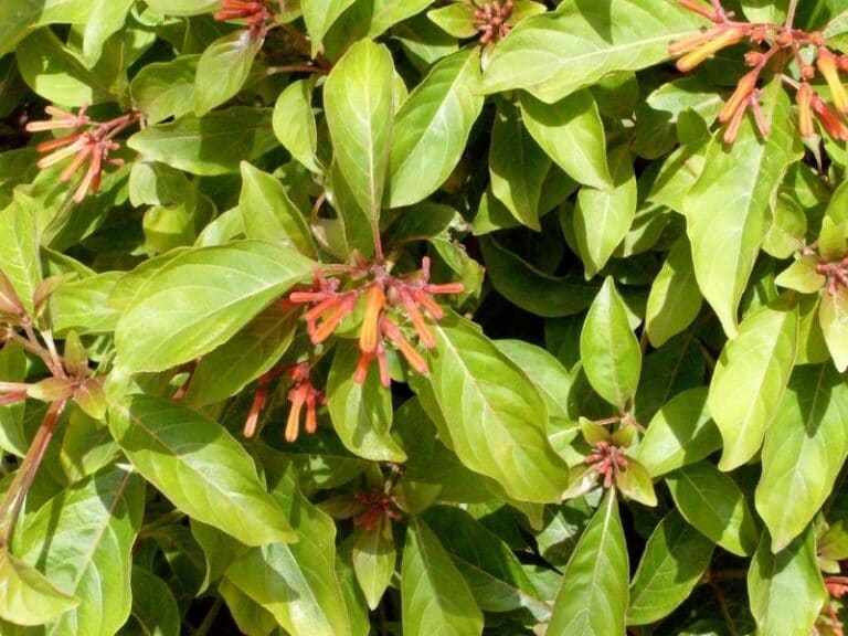 How To Grow and Care for Firebush (Hamelia patens) | Florgeous