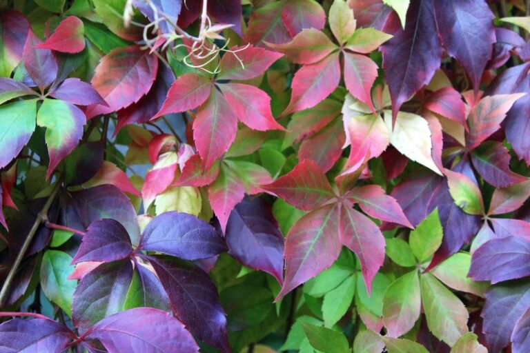 How to Grow and Care for Virginia Creeper Vine (Parthenocissus ...