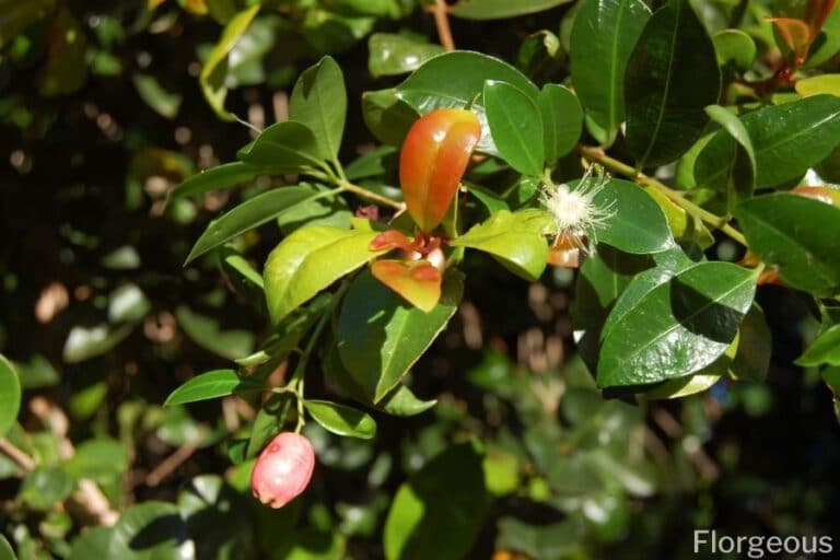 How To Grow the Eugenia Plant (Syzygium paniculatum) | Florgeous
